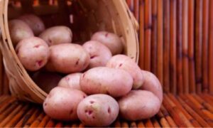 15 High Calorie Vegetables for Weight Gain - The Geriatric Dietitian