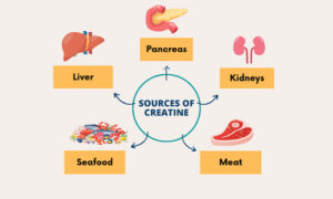 Creatine vs Creatinine - What's the Difference? - The Geriatric Dietitian